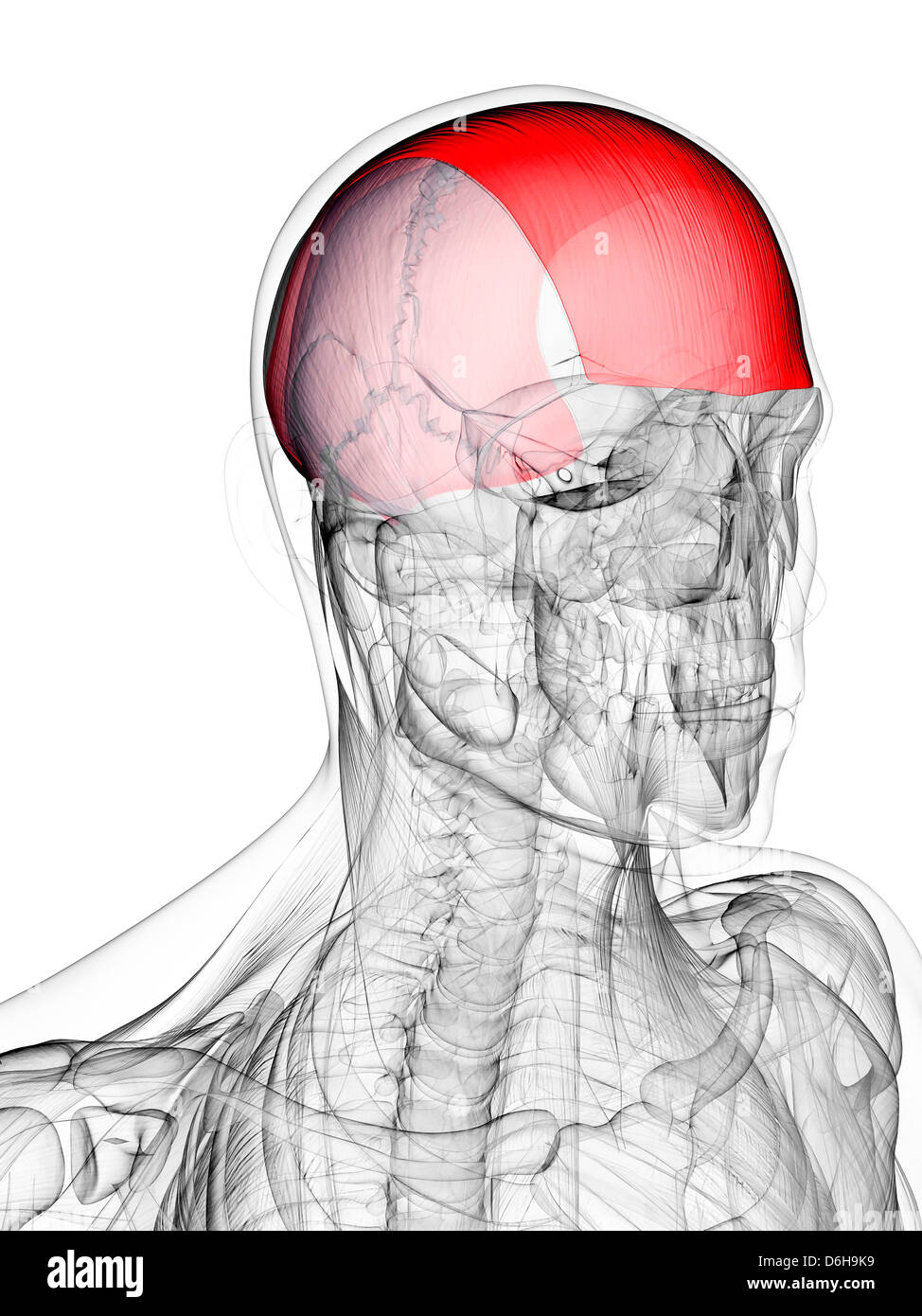 Frontalis Muscle High Resolution Stock Photography and Images - Alamy