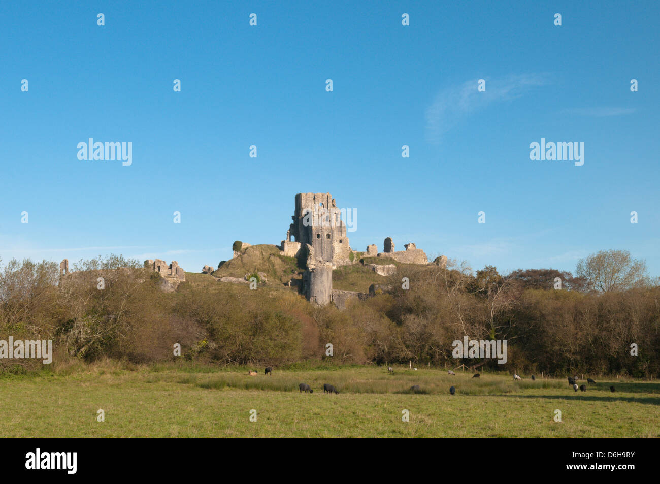 Corfe Castle, Dorset, UK. November. View from the west. Sheep in field ...