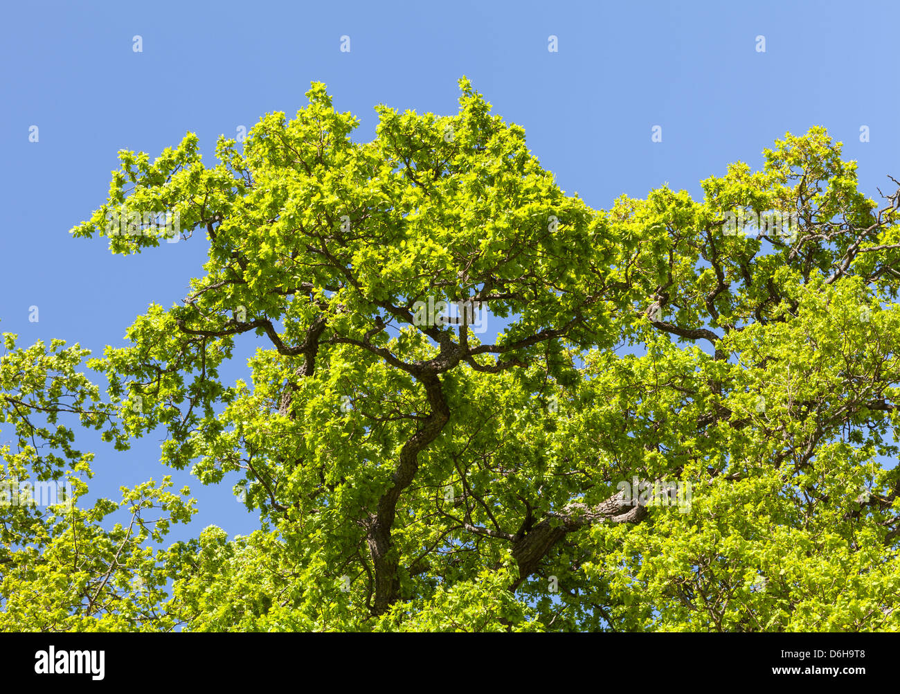 Oak tree summer foliage hi-res stock photography and images - Alamy