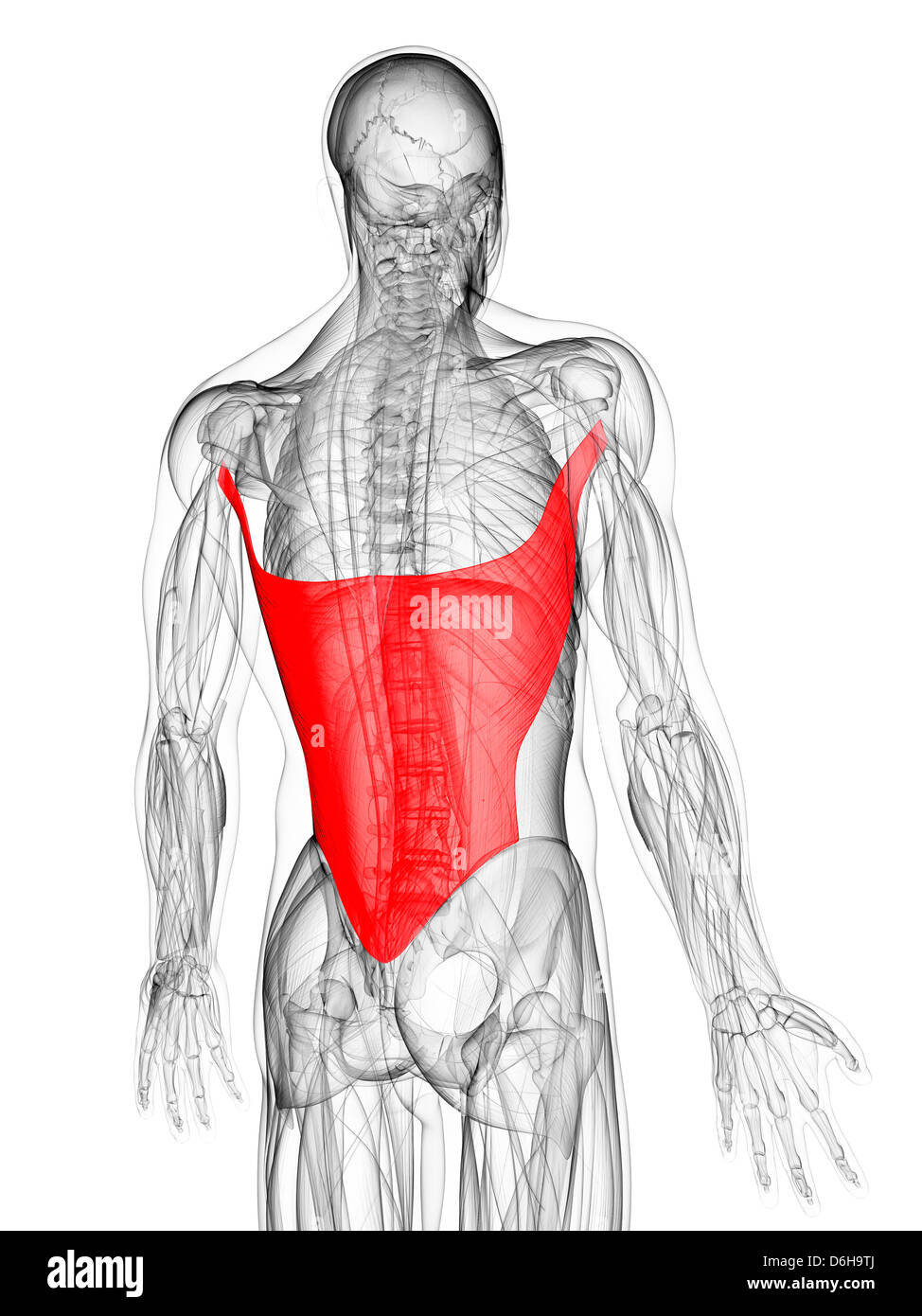 Back muscle, artwork Stock Photo - Alamy