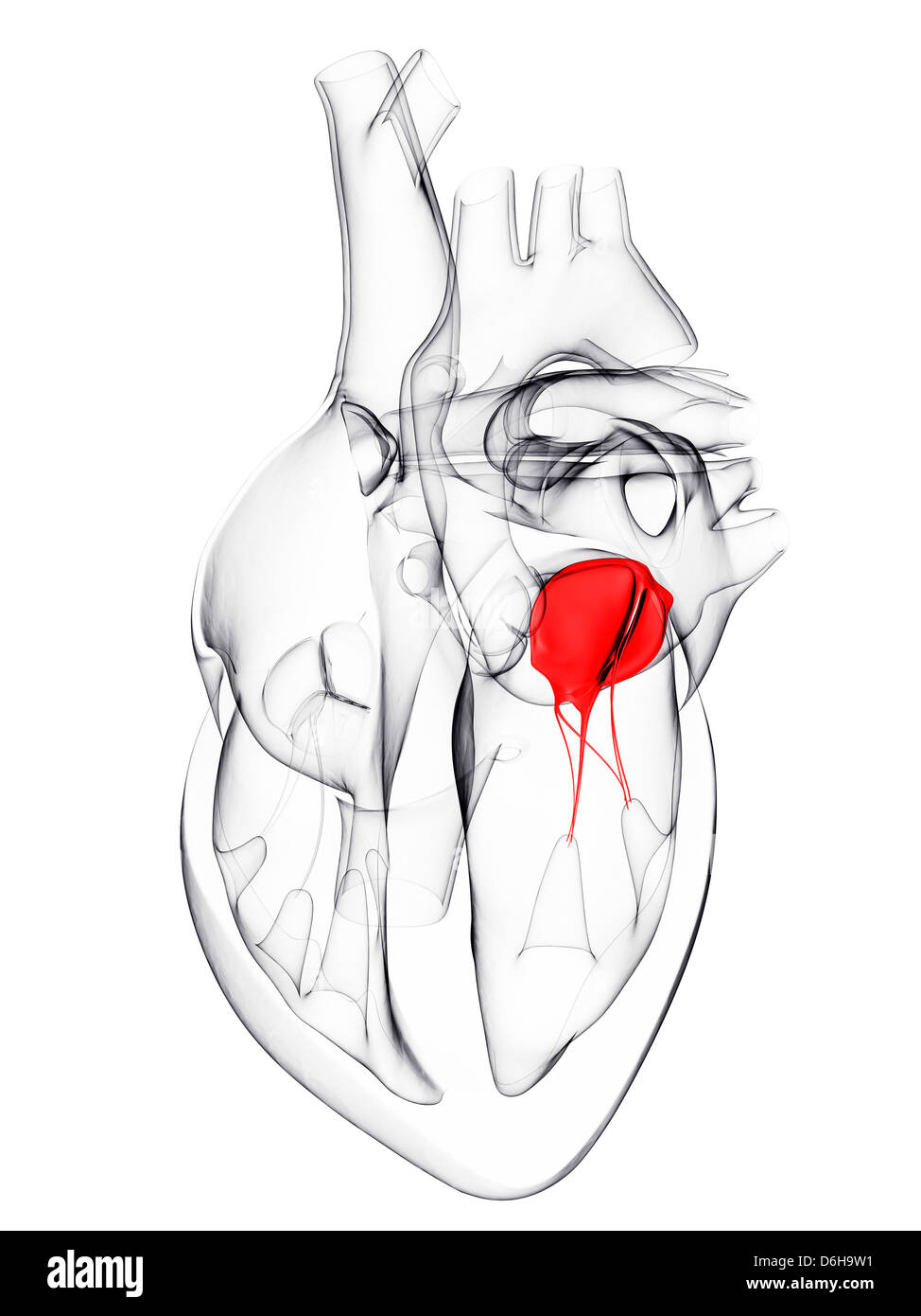 Heart valve, artwork Stock Photo - Alamy