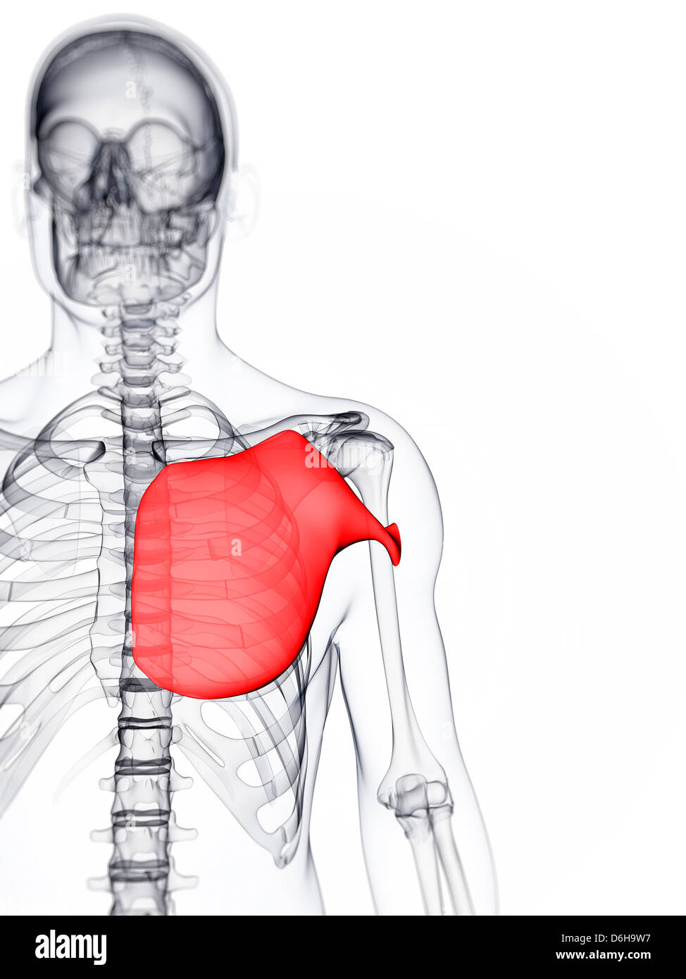 Chest muscle, artwork Stock Photo - Alamy