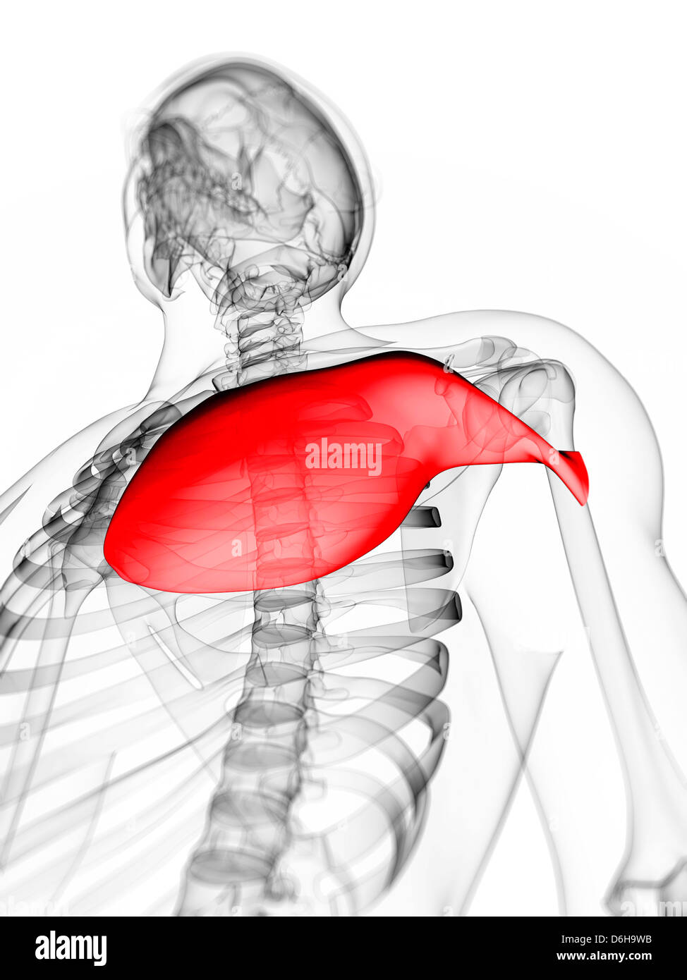 Chest muscle, artwork Stock Photo - Alamy