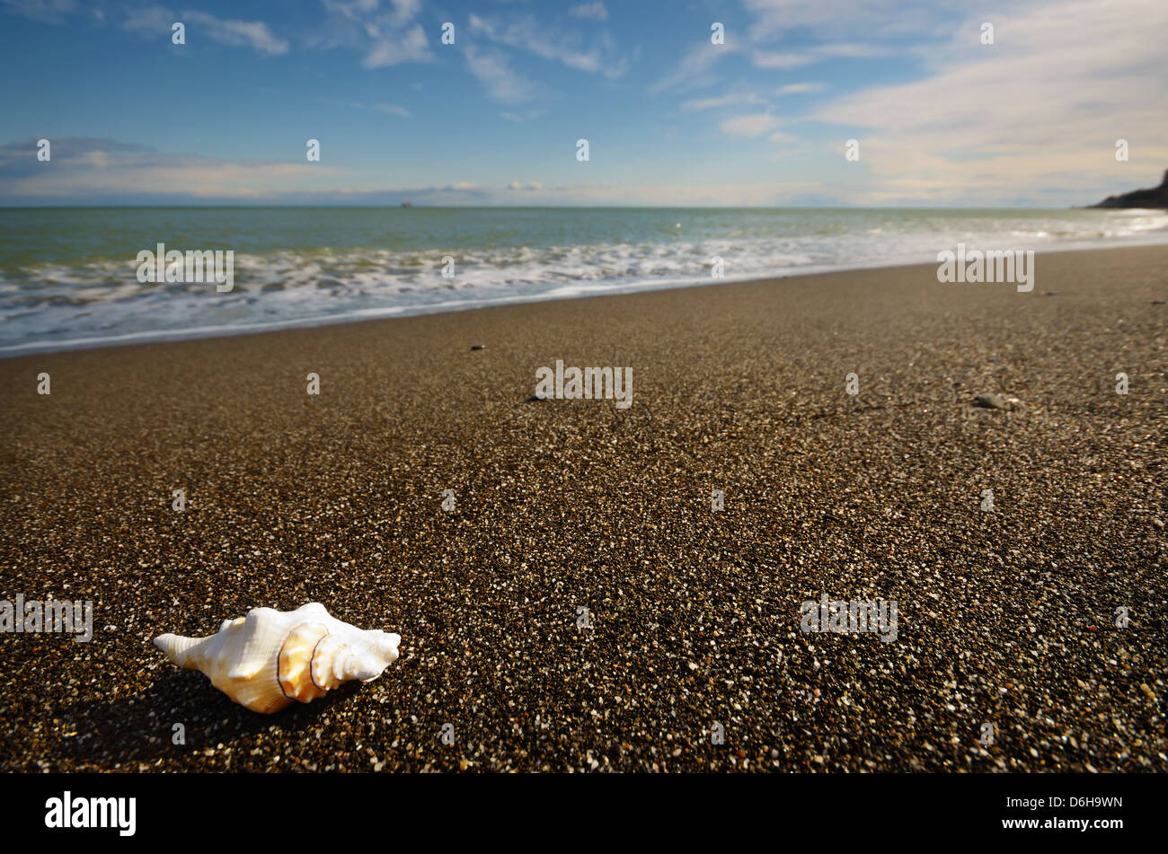 Shell on beach with tide at background with copy-space Stock Photo - Alamy