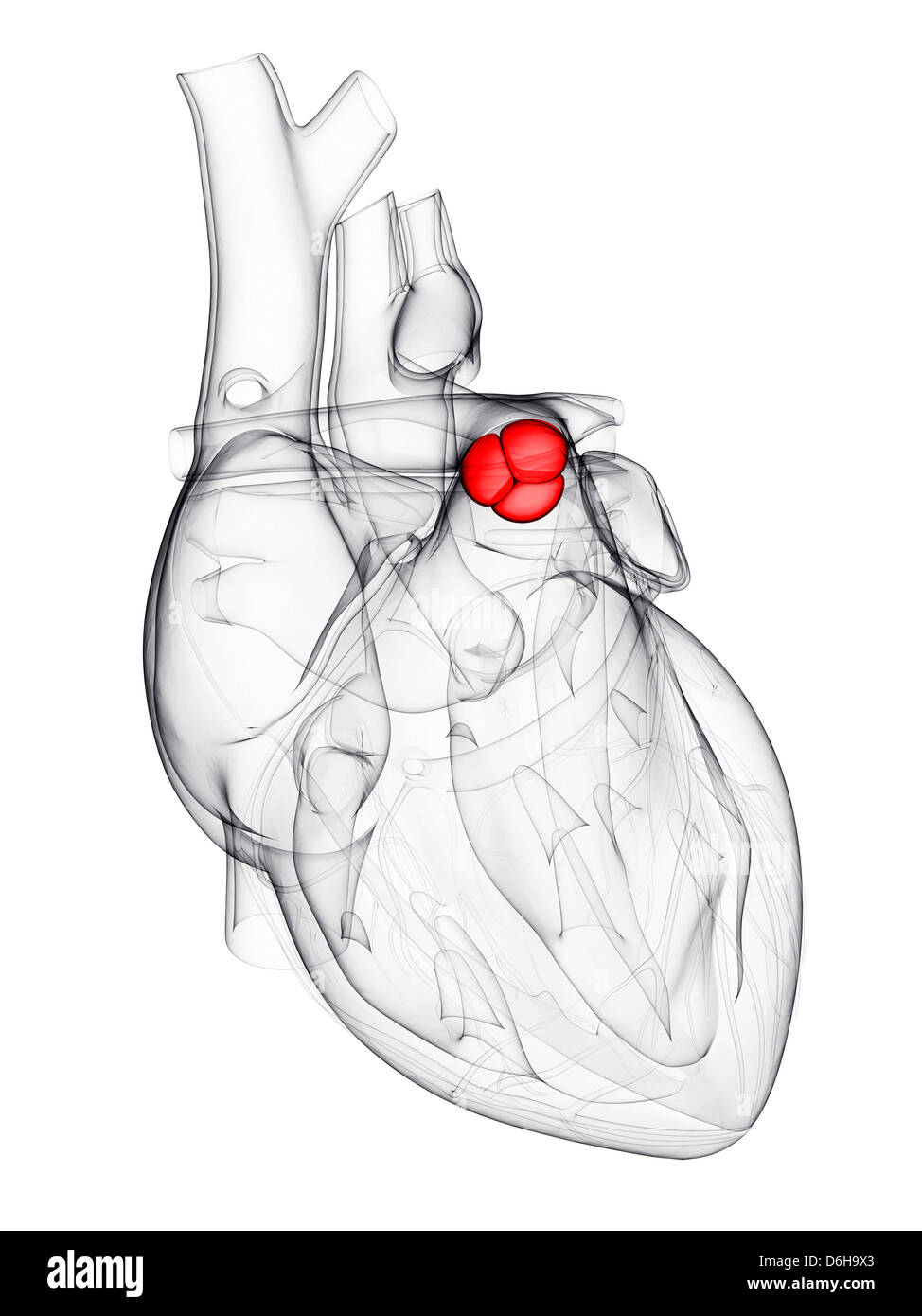 Heart valve, artwork Stock Photo - Alamy