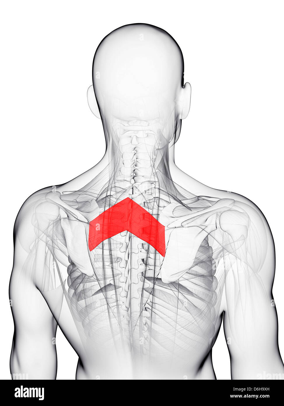 Rhomboid Muscle High Resolution Stock Photography and Images - Alamy