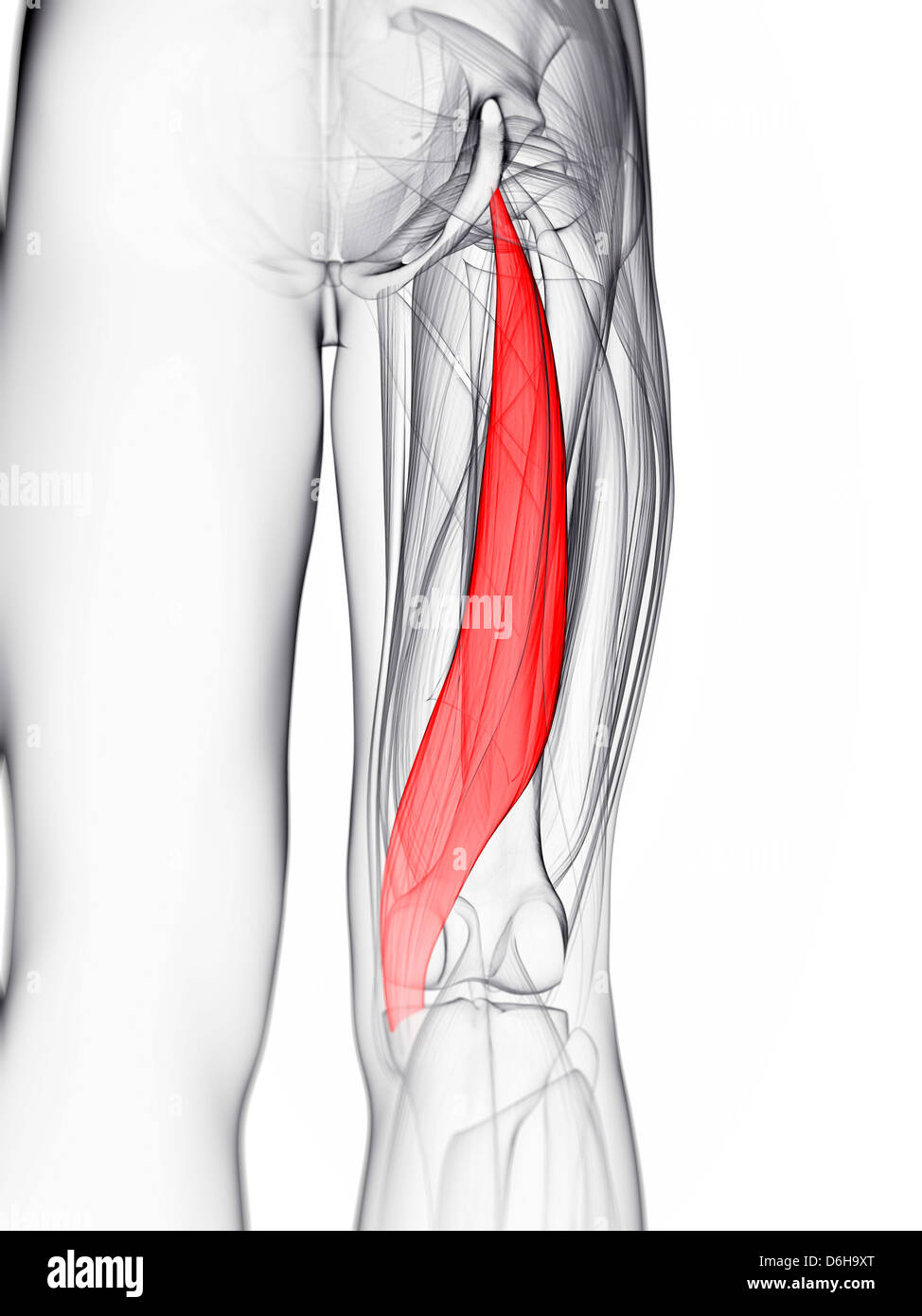 Semimembranosus Muscle High Resolution Stock Photography and Images - Alamy