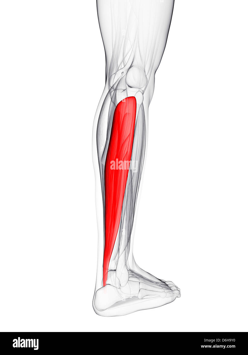 Calf muscle, artwork Stock Photo - Alamy