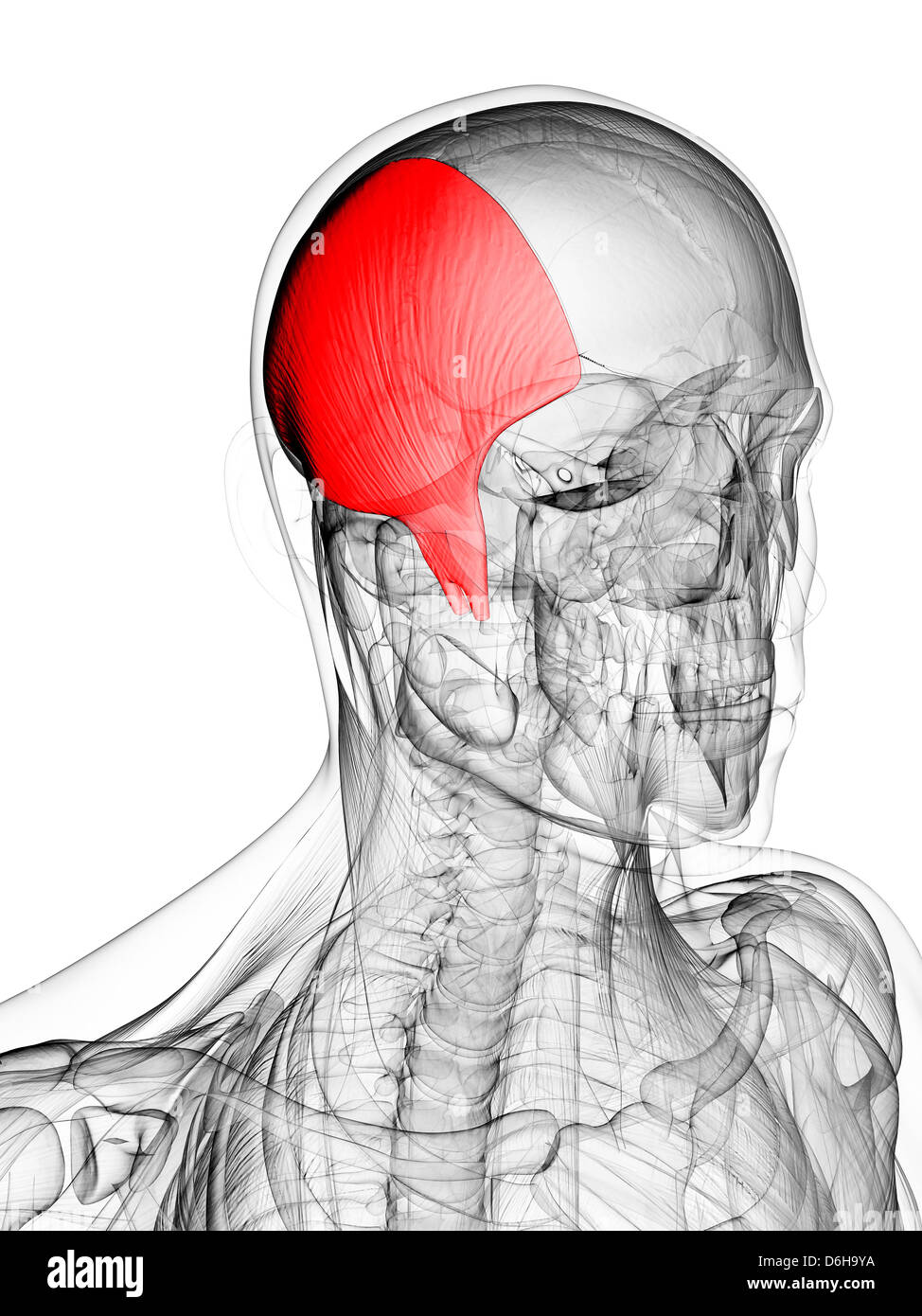 Head muscle, artwork Stock Photo - Alamy