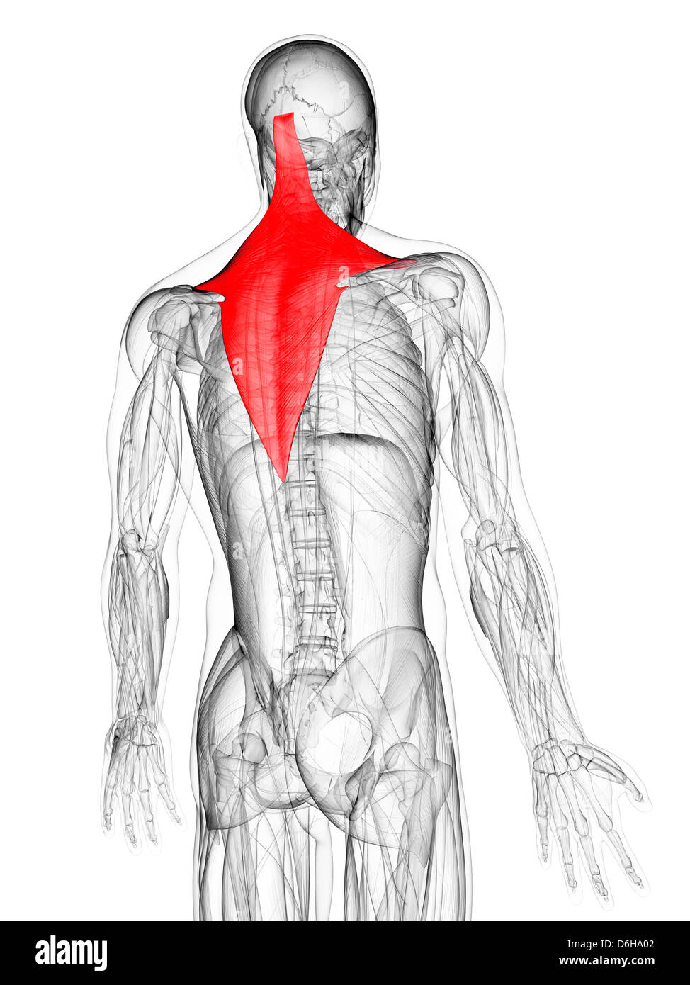 Back muscle, artwork Stock Photo - Alamy