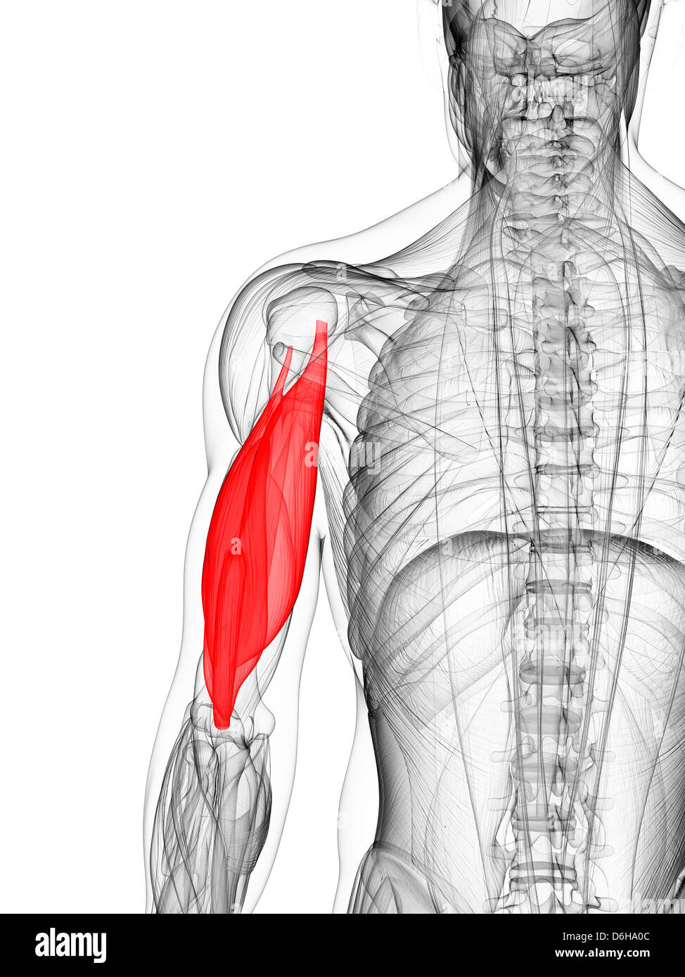 White man arm muscle hi-res stock photography and images - Alamy