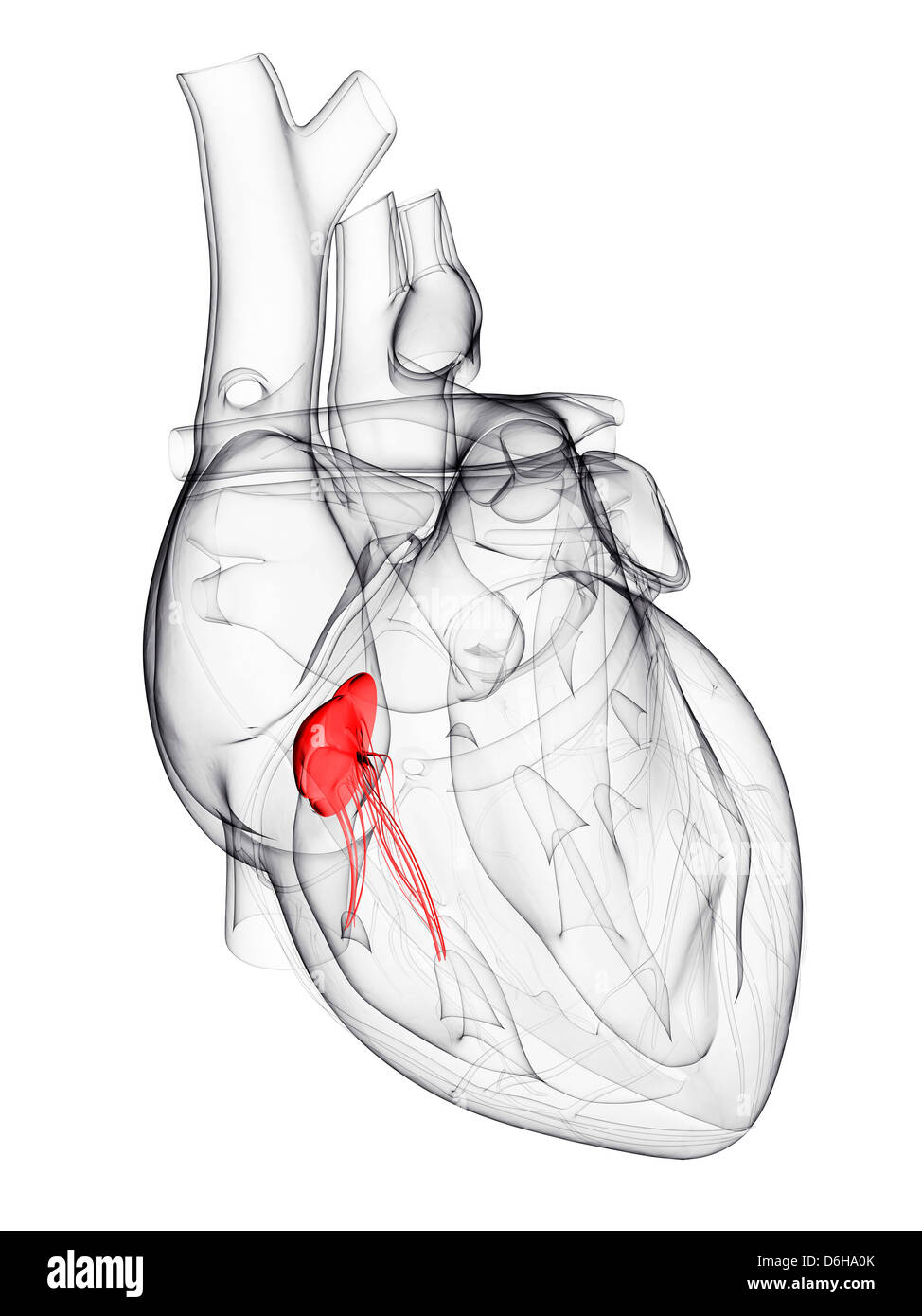 Heart valve, artwork Stock Photo - Alamy