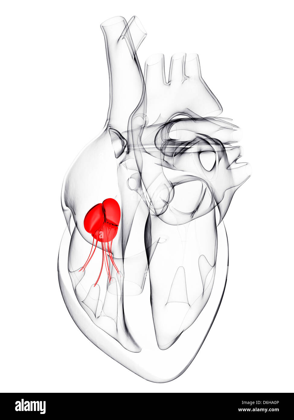 Heart valve, artwork Stock Photo - Alamy