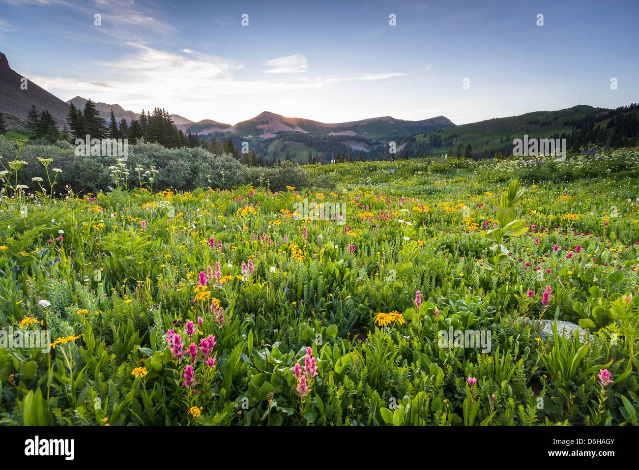 Wildflowers growing in rural field Stock Photo - Alamy