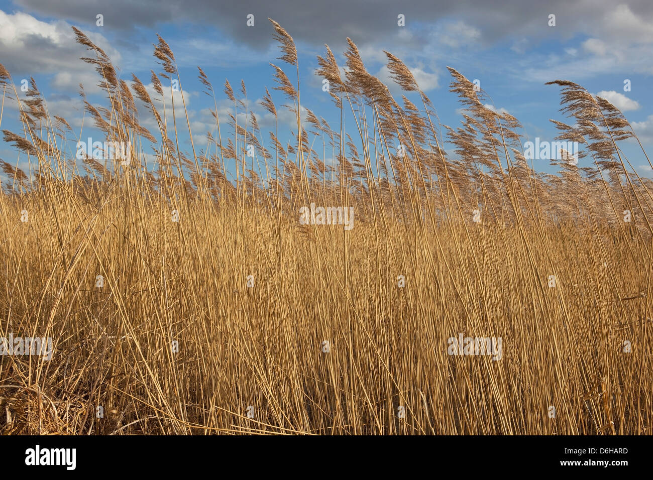 Golden reeds with feathery seed-heads in springtime under a dramatic ...