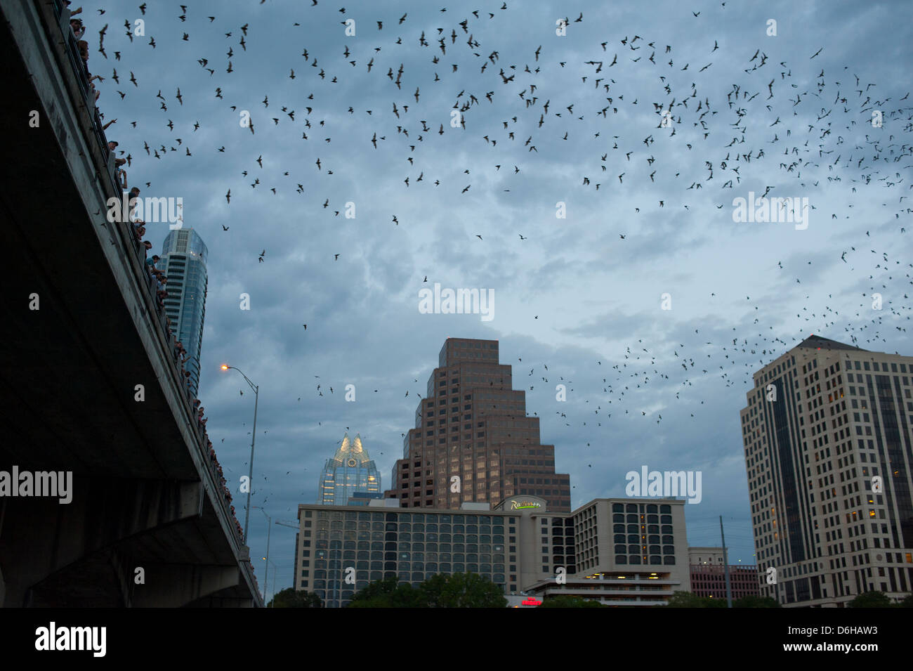 Austin bridge bats hi-res stock photography and images - Alamy