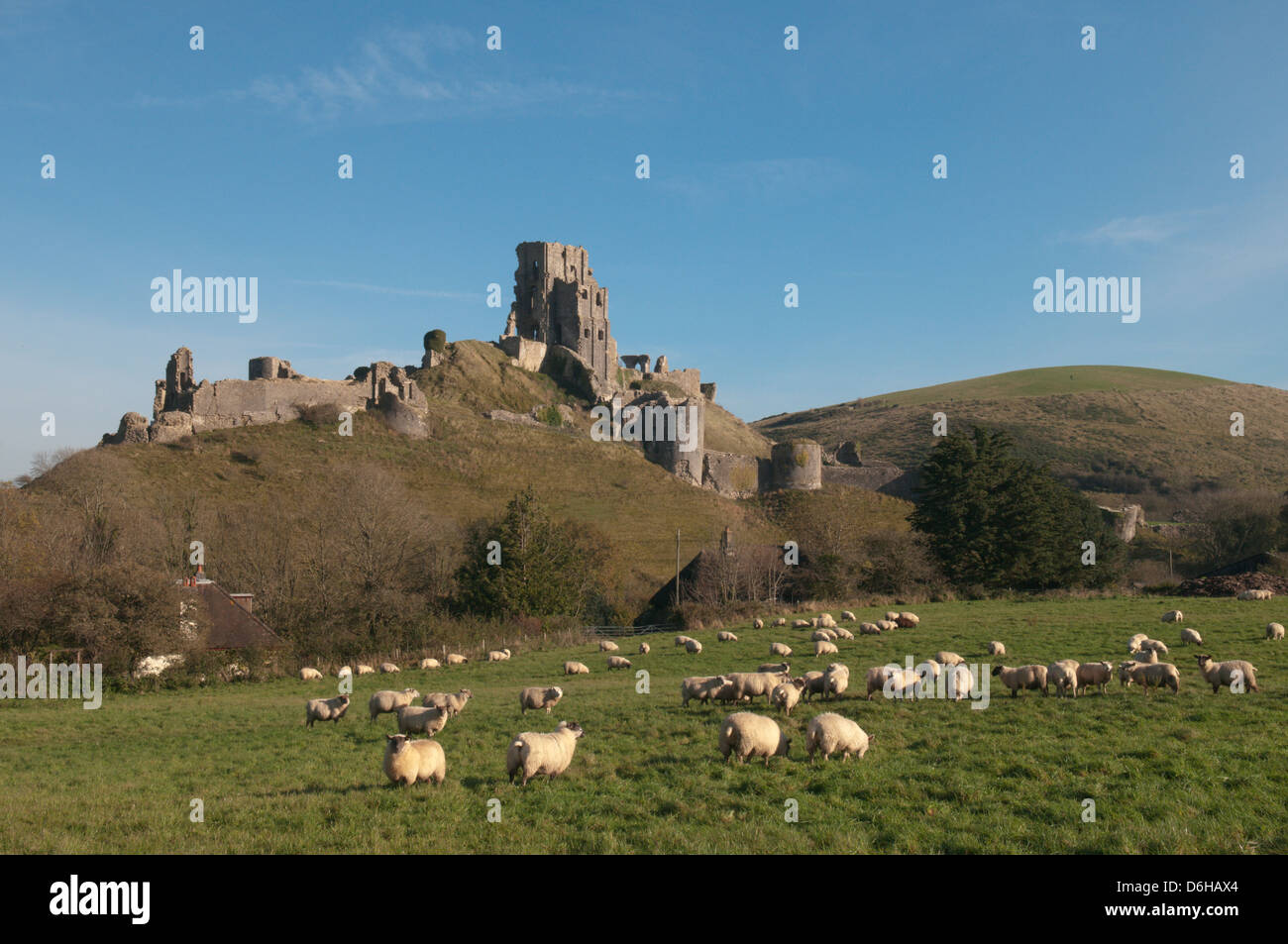 Corfe Castle, Dorset, UK. November. View from the west. Sheep in field ...