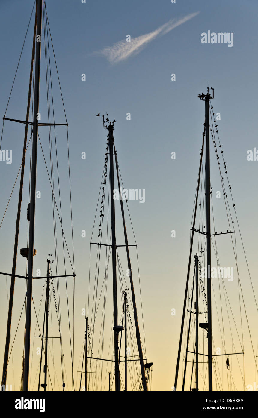 Annual autumn starling bird migration flock settling on yacht rigging ...