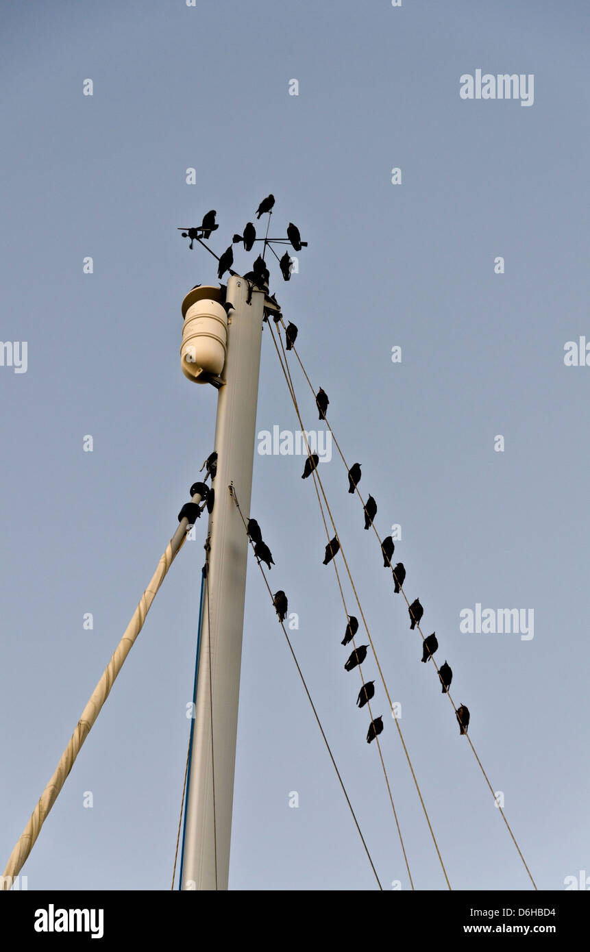 Annual autumn starling bird migration flock settling on yacht rigging ...