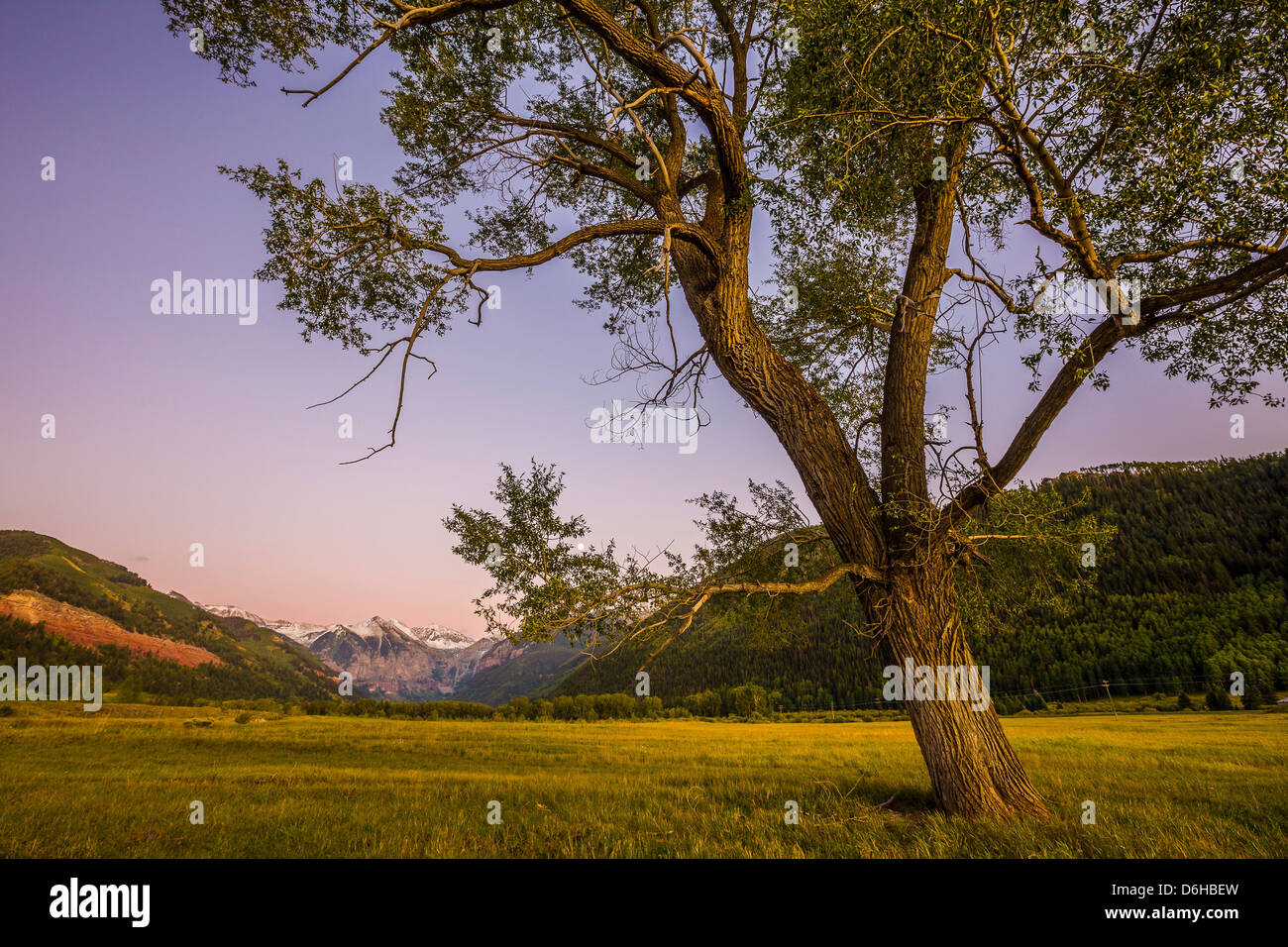 Tree growing in rural landscape Stock Photo - Alamy