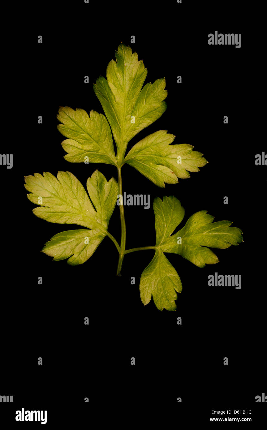 A salad leaf Stock Photo - Alamy