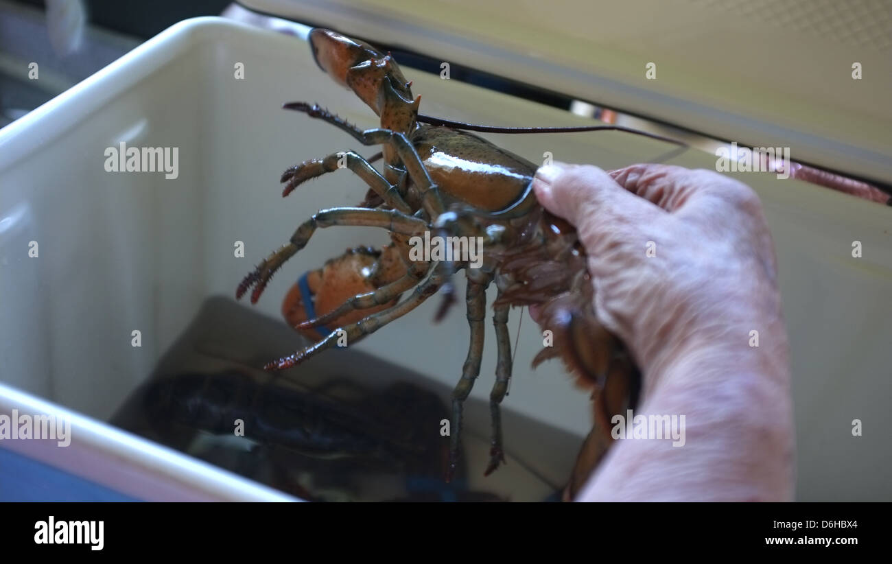 Live Atlantic Canadian Lobsters, Englishtown, Nova Scotia Stock Photo ...