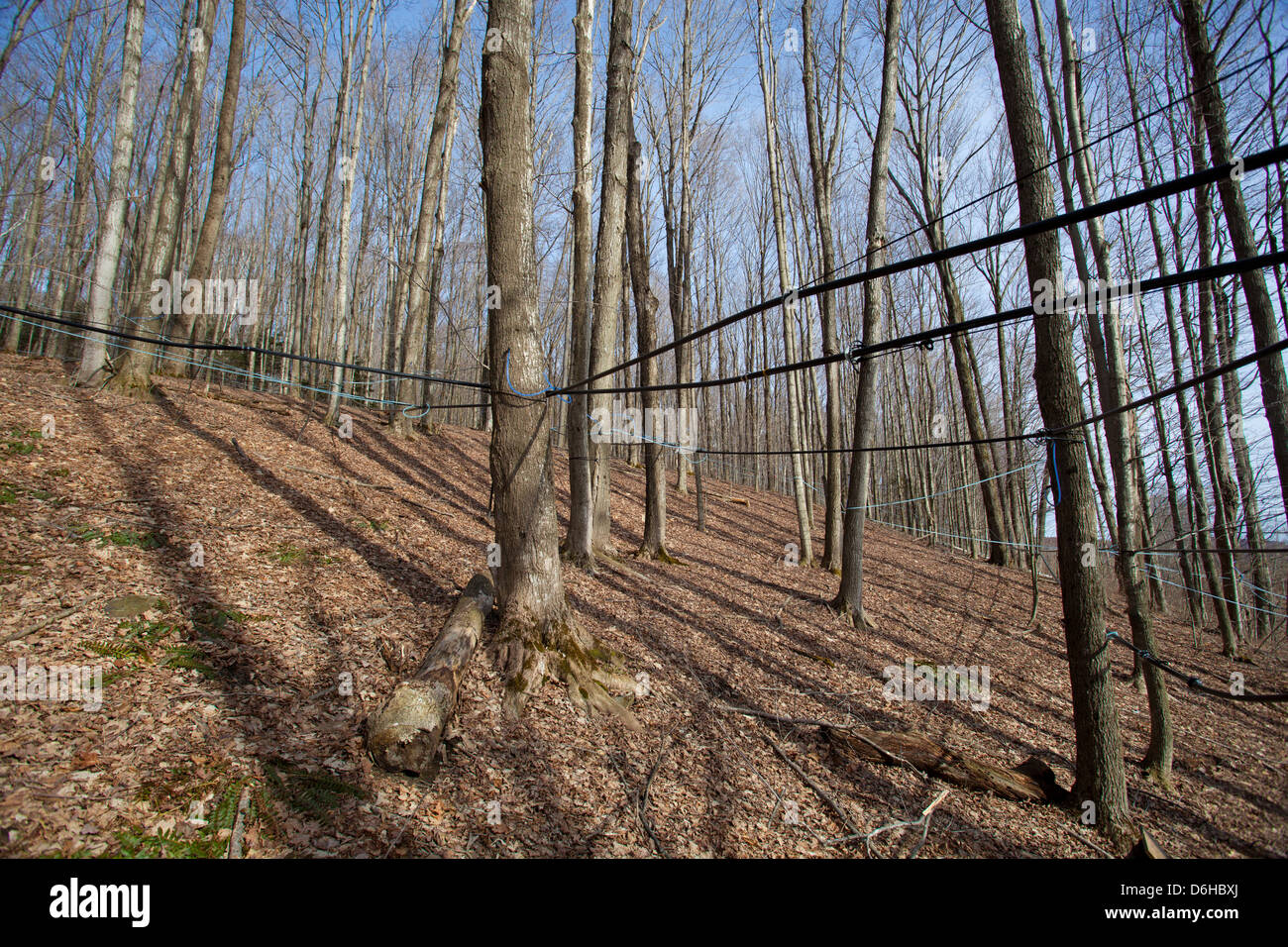 Maple Sap Being Tapped from Sugar Maple Trees and Sent via Tubes to ...