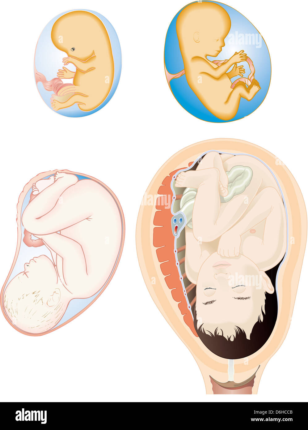 Fetal growth hi-res stock photography and images - Alamy