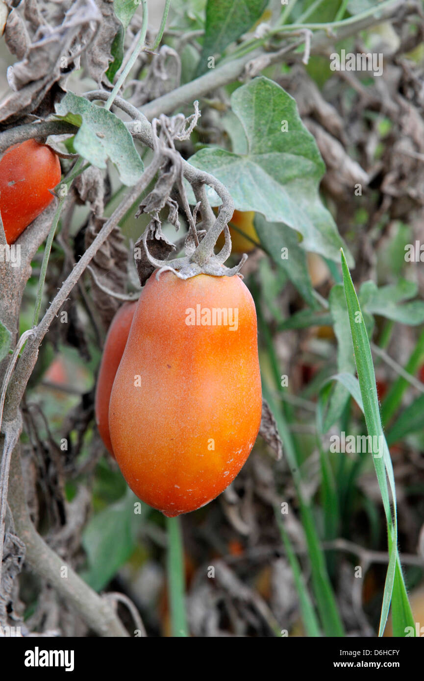 Tomato fields italy hi-res stock photography and images - Alamy