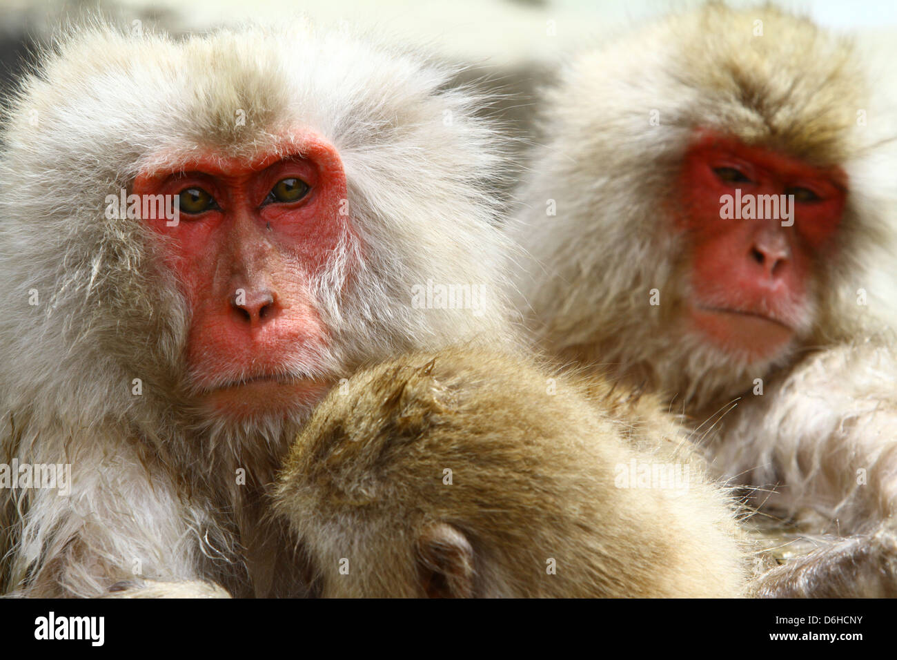 Hot bath in japan hi-res stock photography and images - Alamy