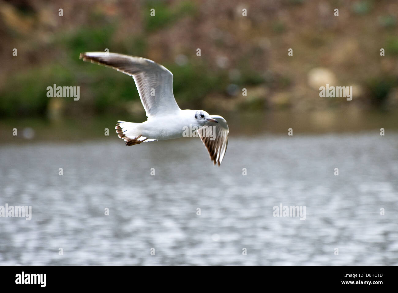 Black Headed gull in flight Stock Photo - Alamy