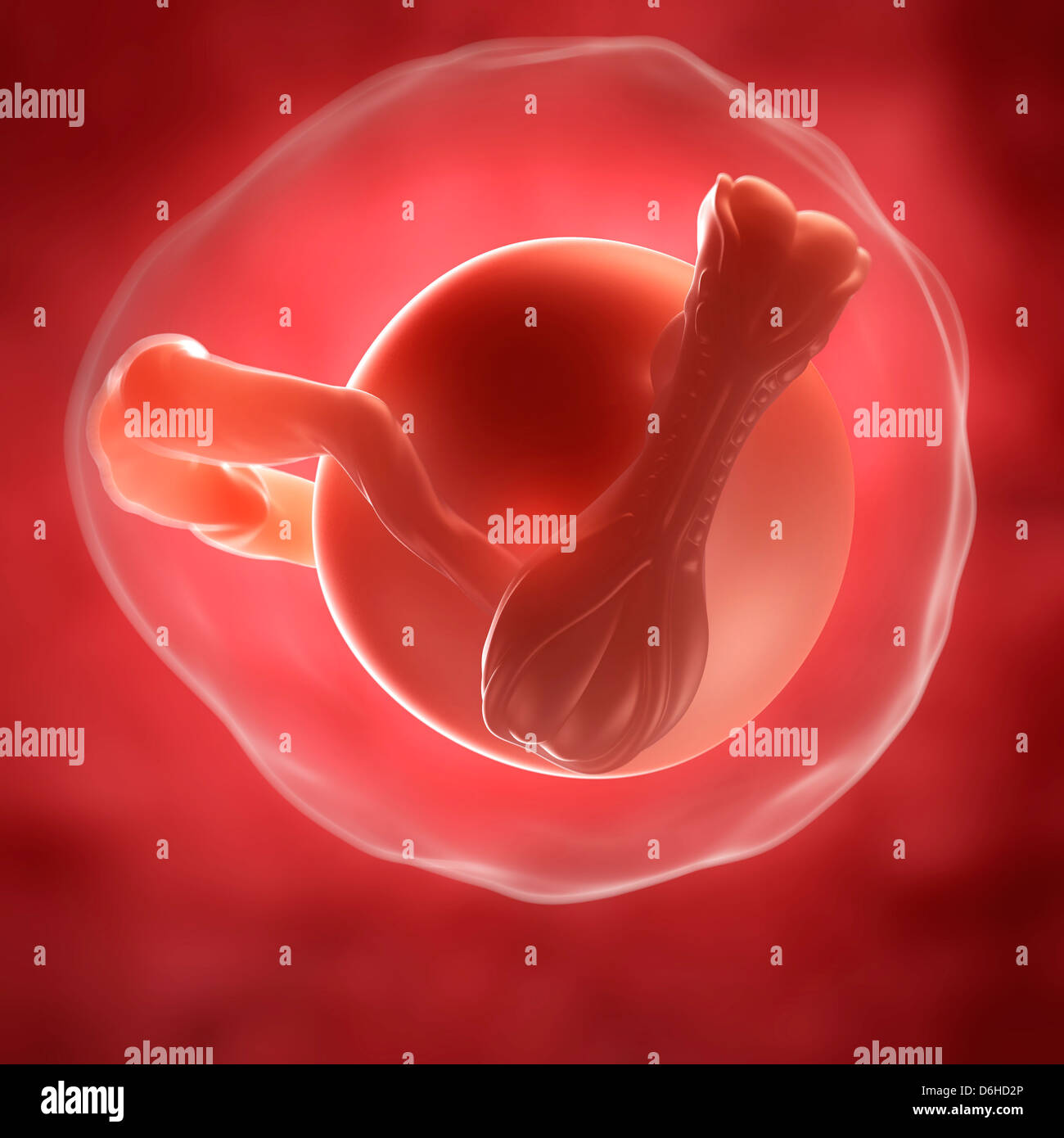 Embryo Human Development High Resolution Stock Photography and Images ...