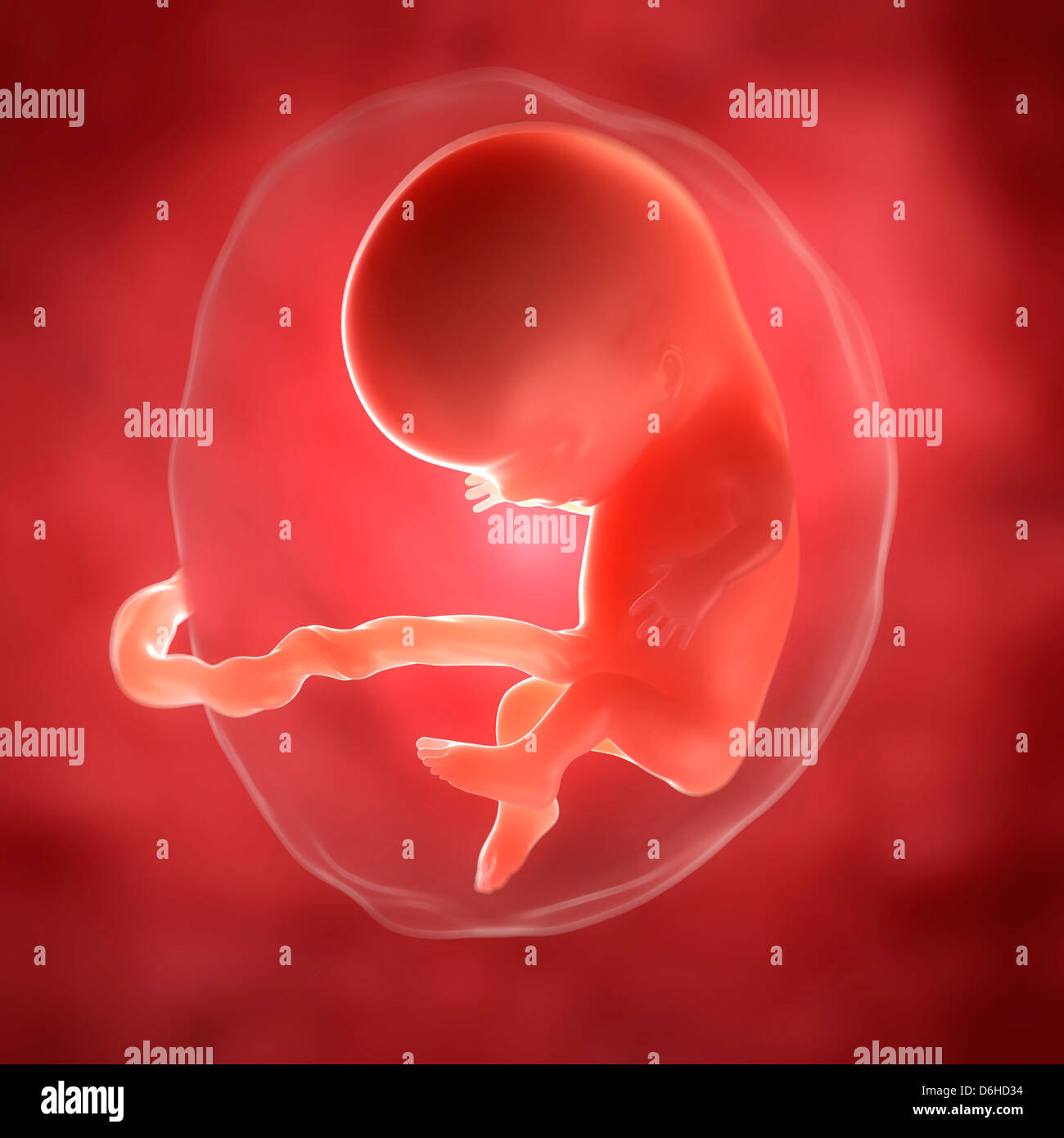 10 weeks fetus hi-res stock photography and images - Alamy