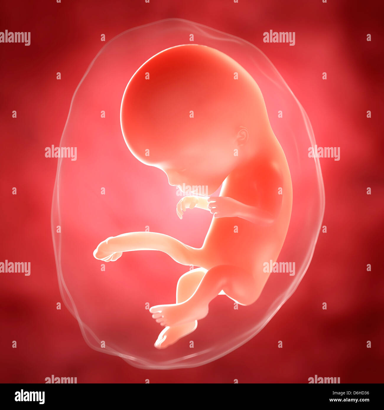 Foetus at 11 weeks, artwork Stock Photo - Alamy