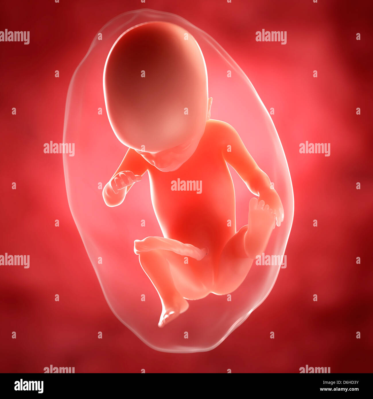 Foetus at 21 weeks, artwork Stock Photo - Alamy