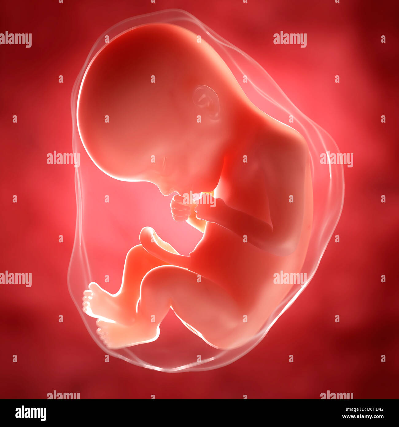 Fetus 22 weeks hi-res stock photography and images - Alamy