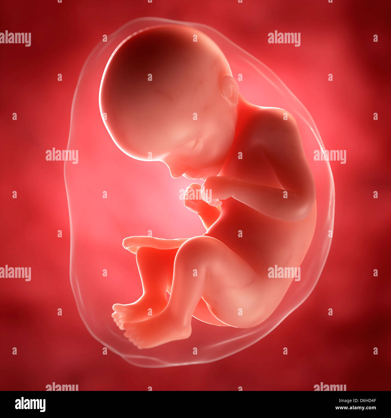 Foetus at 29 weeks, artwork Stock Photo - Alamy
