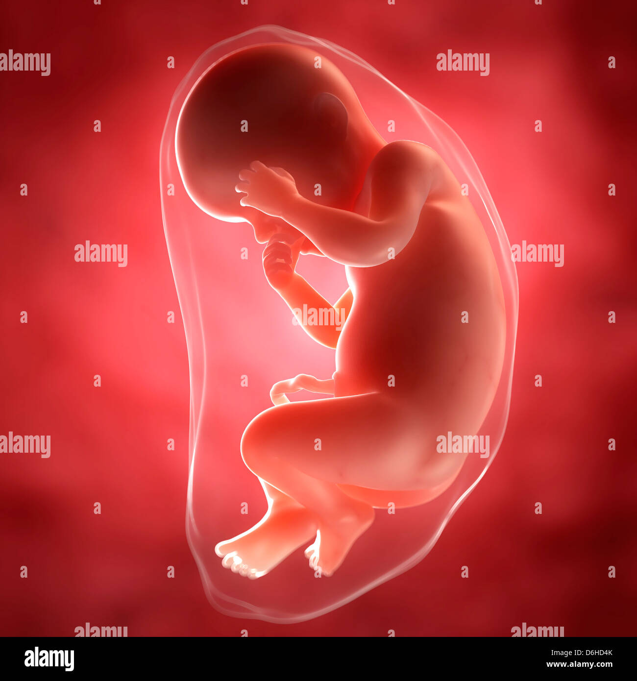 30 weeks fetus hi-res stock photography and images - Alamy