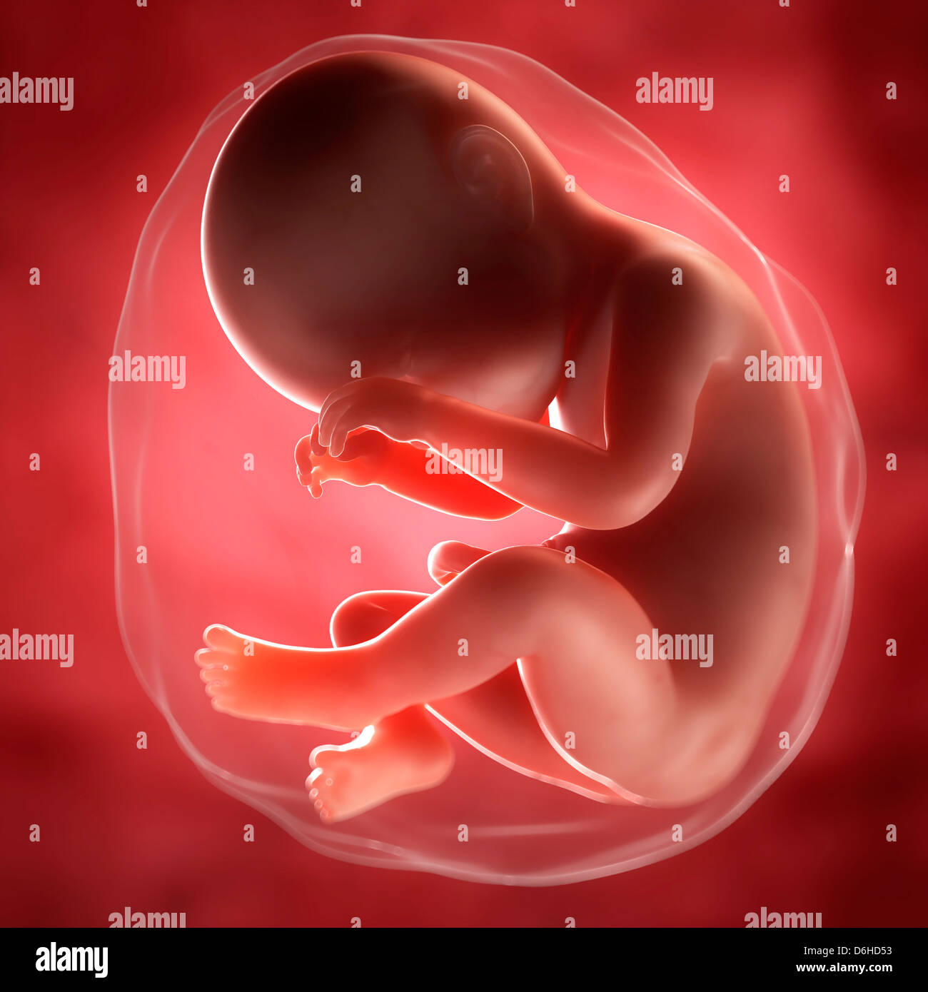 Foetus at 38 weeks, artwork Stock Photo - Alamy