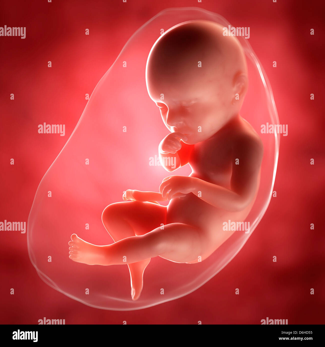 Foetus at 39 weeks, artwork Stock Photo - Alamy