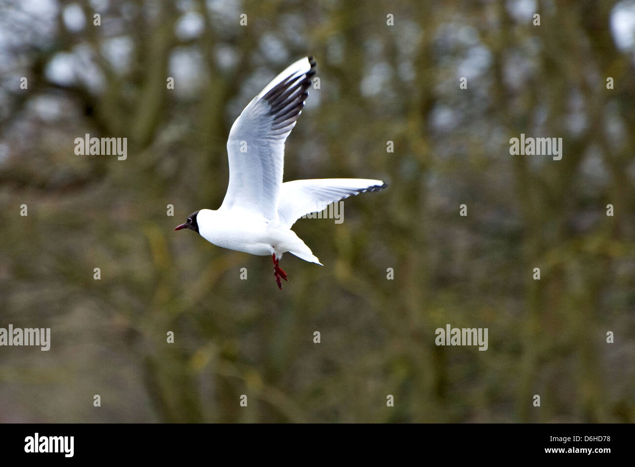 Black Headed gull in flight Stock Photo - Alamy