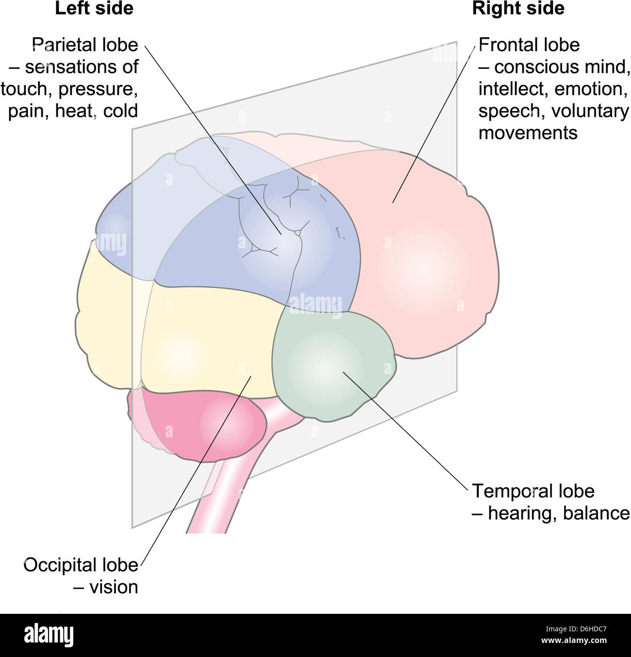 Left and right side of brain hi-res stock photography and images - Alamy