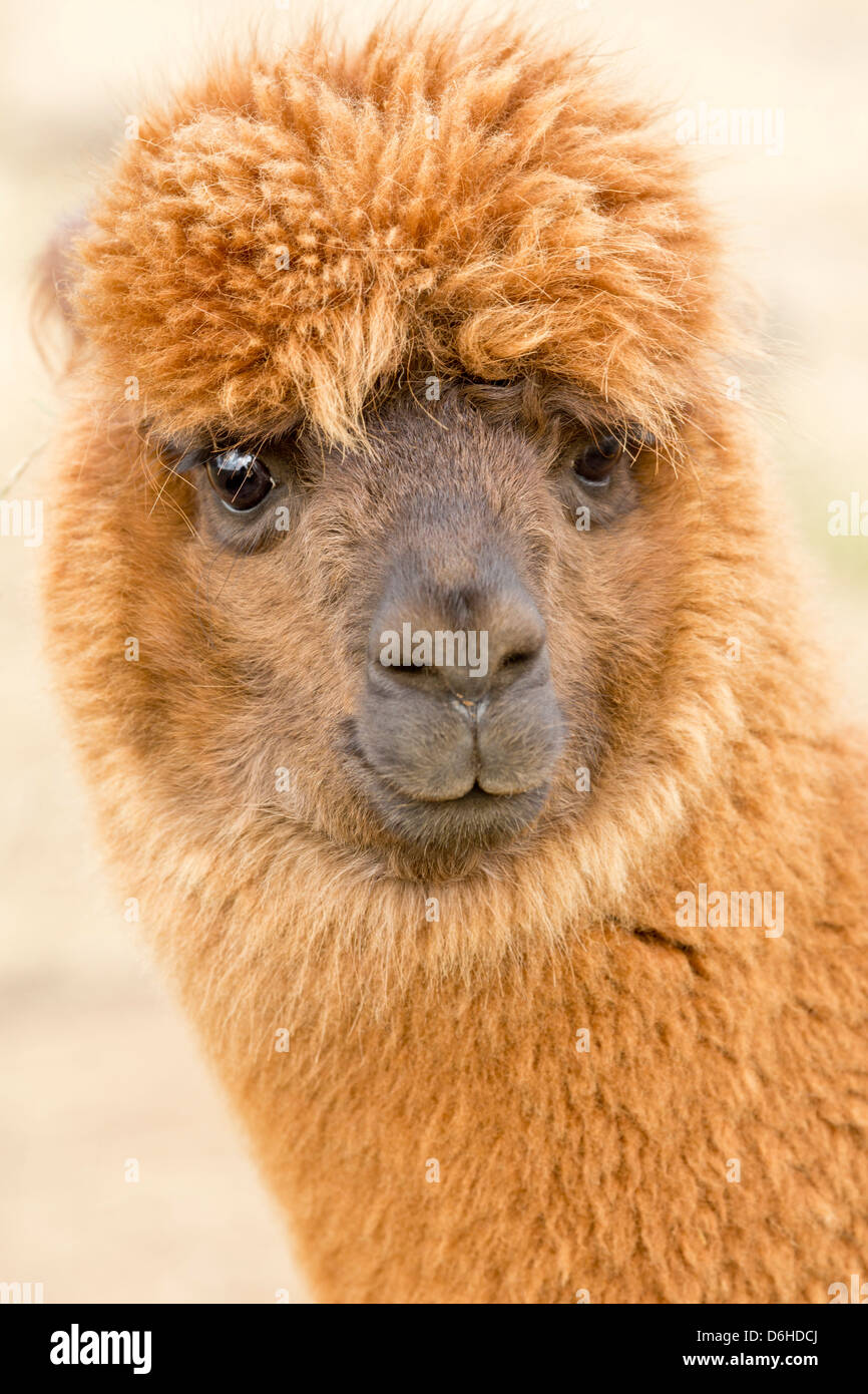 A very cute Alpaca on an Alpaca farm at Husthwaite in North Yorkshire ...