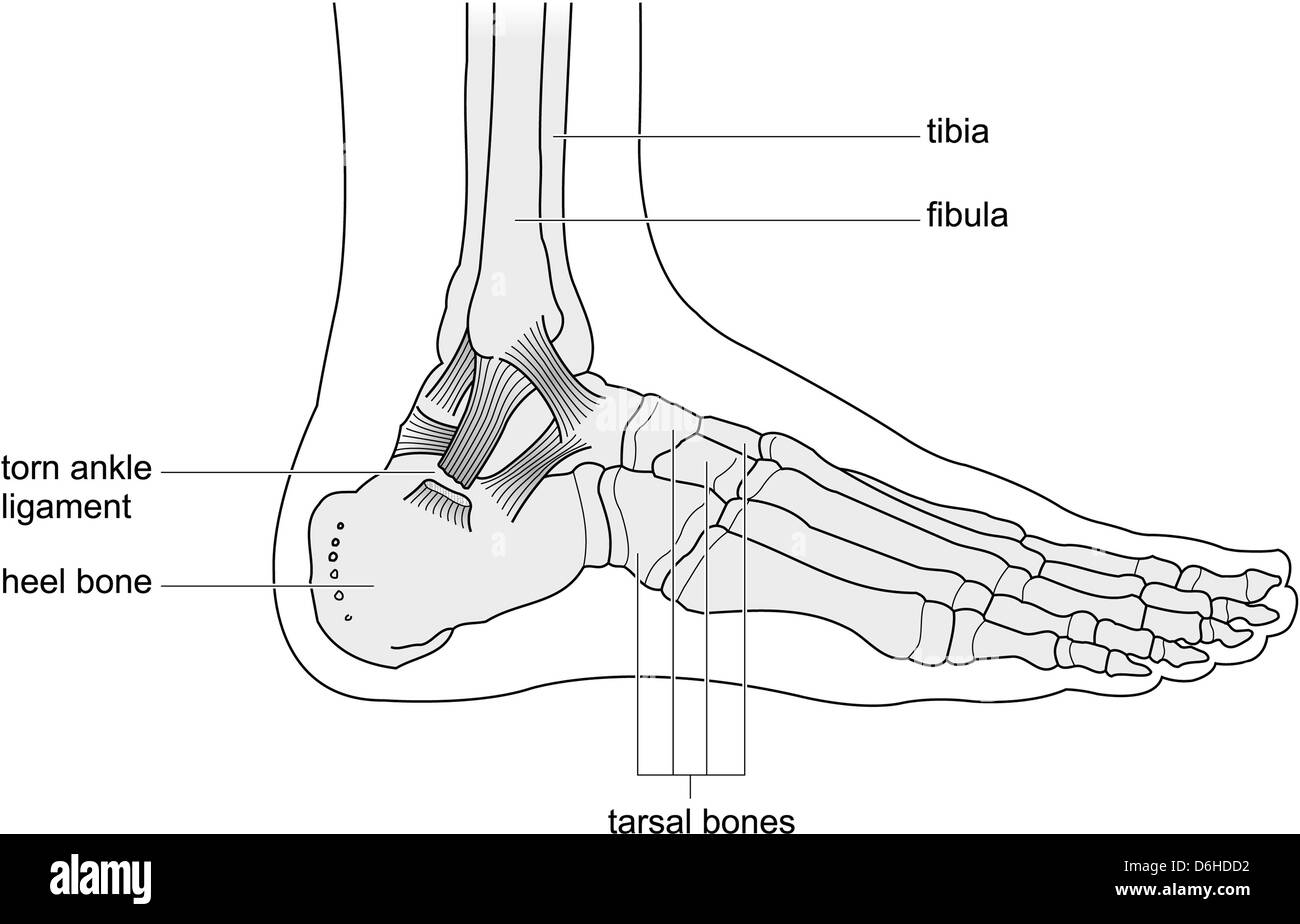Tarsal bones hi-res stock photography and images - Alamy