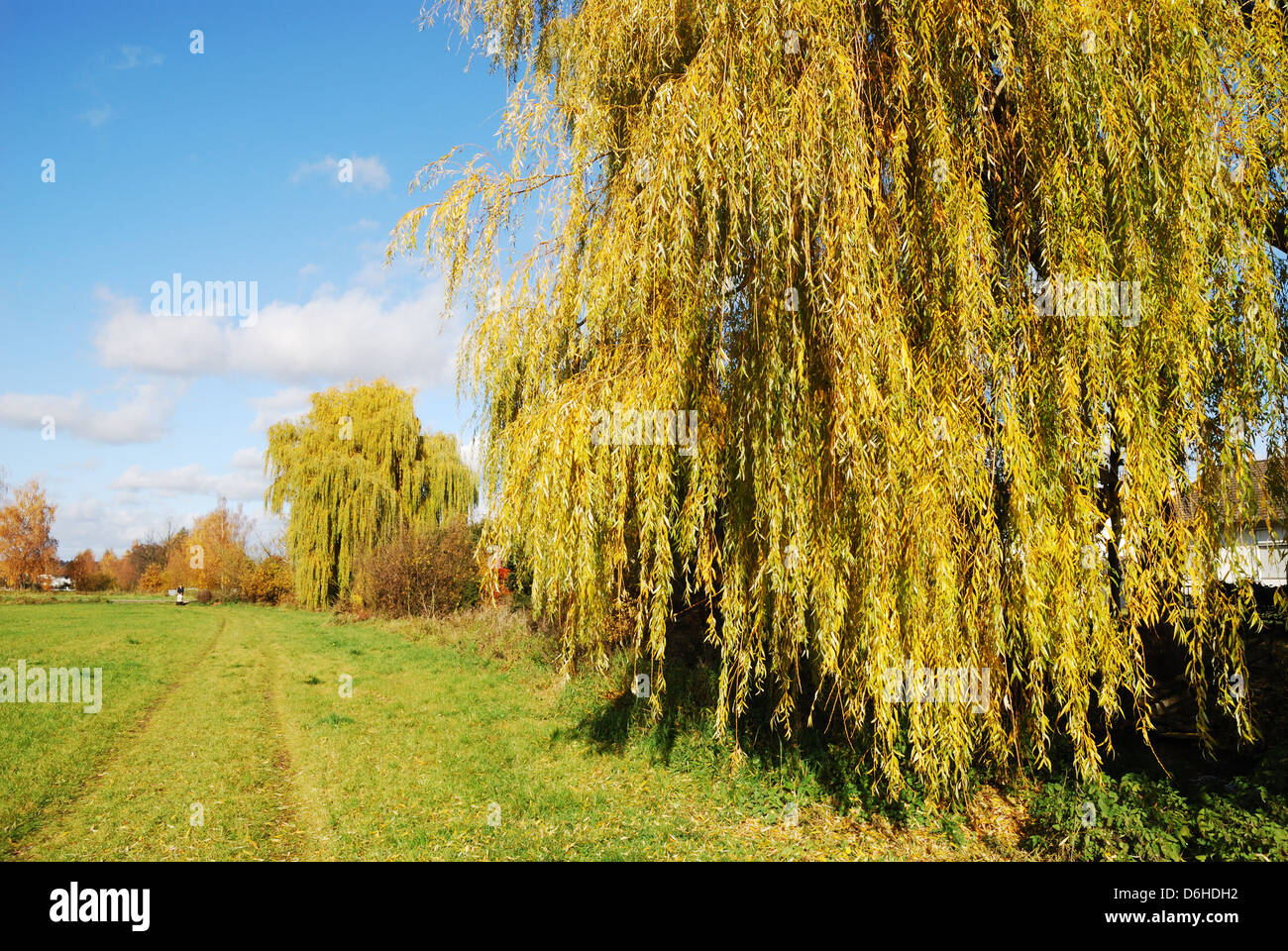 Autumn Willow Uk