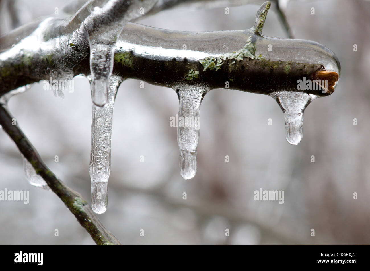 Early ice storm hi-res stock photography and images - Alamy