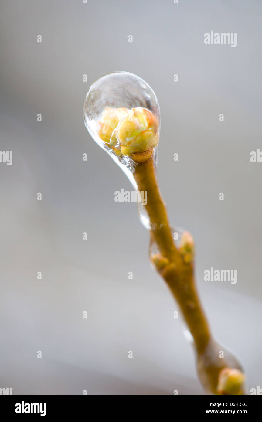 Early ice storm hi-res stock photography and images - Alamy
