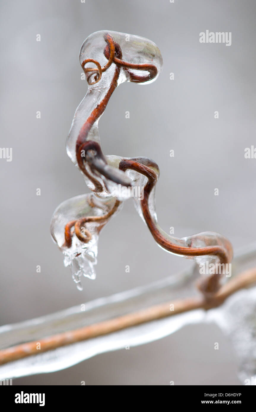 Early ice storm hi-res stock photography and images - Alamy