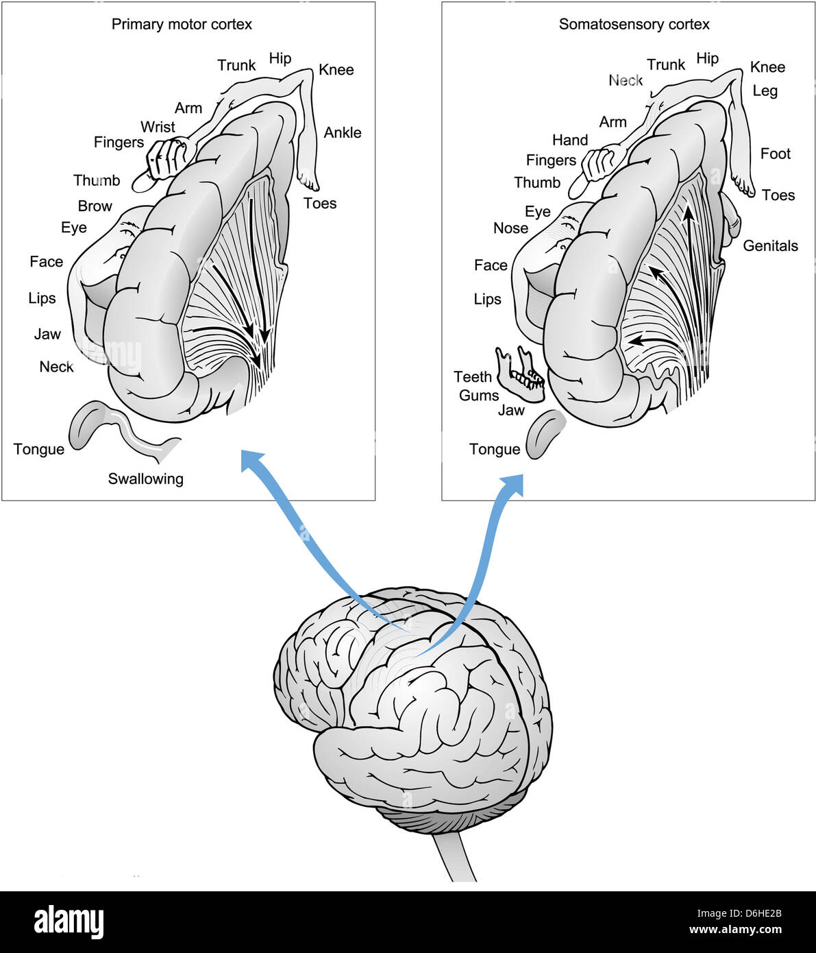 Section through the brain hi-res stock photography and images - Alamy