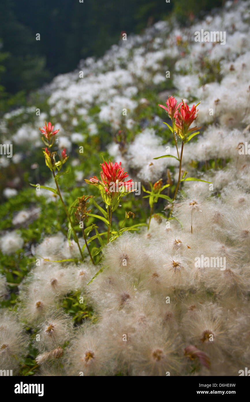 Indian Painted Brush flower in Banff National Park, Canada Stock Photo ...